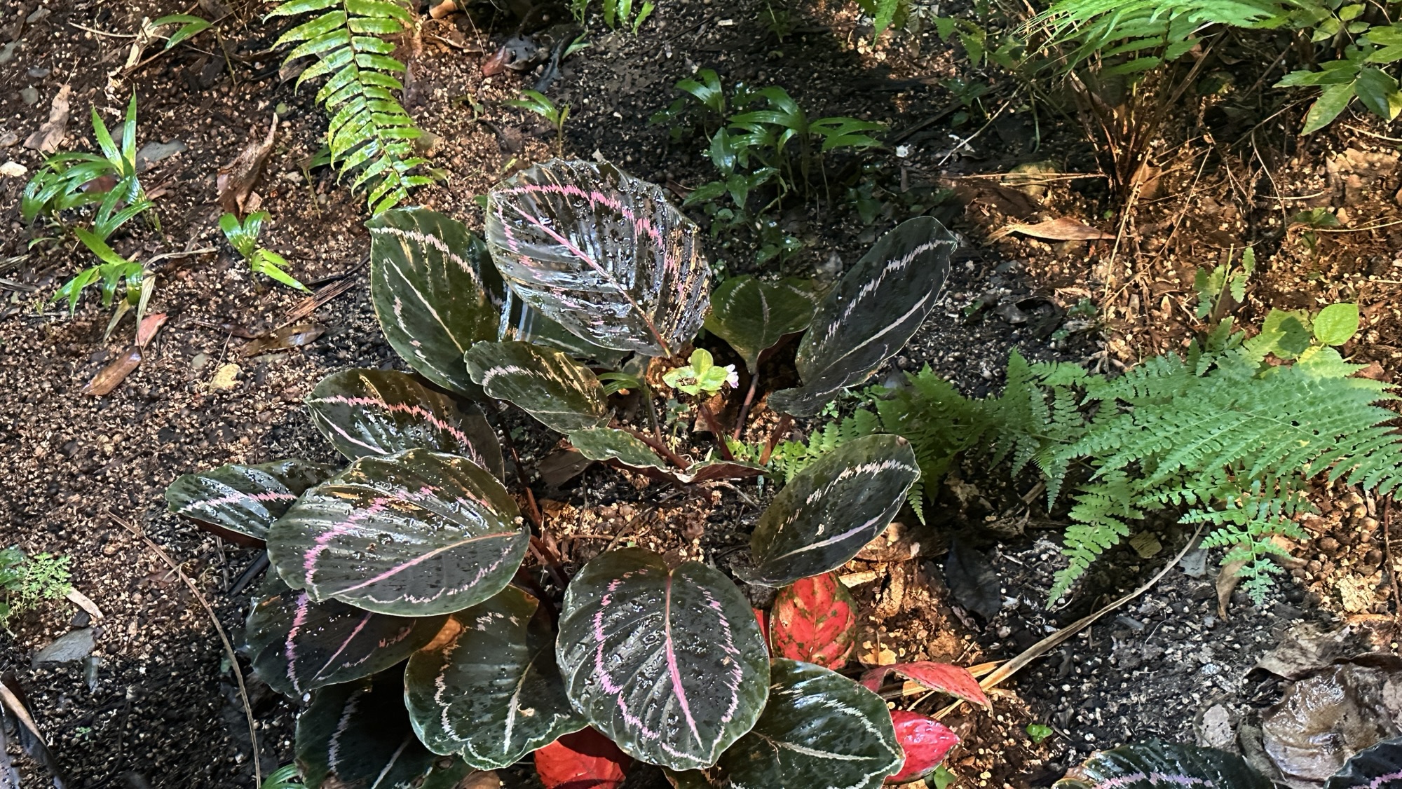 Sunday, May 4: One Insect; River Down and Clear; New Plant at Lodge ...